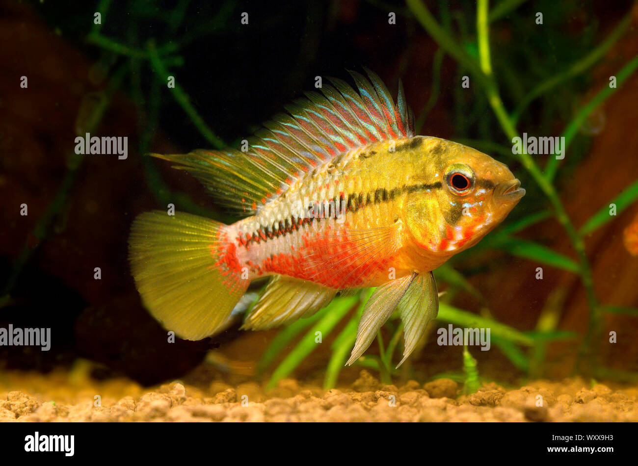 Apistogramma High Resolution Stock Photography and Images - Alamy