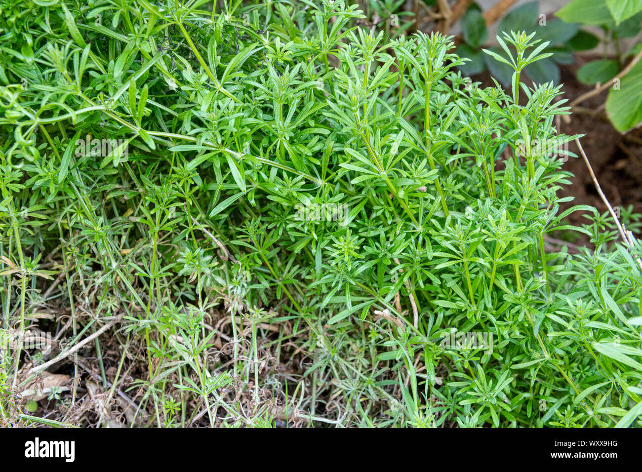 Cleaver (Galium aparine) in a garden in summer, Pas de Calais, France ...