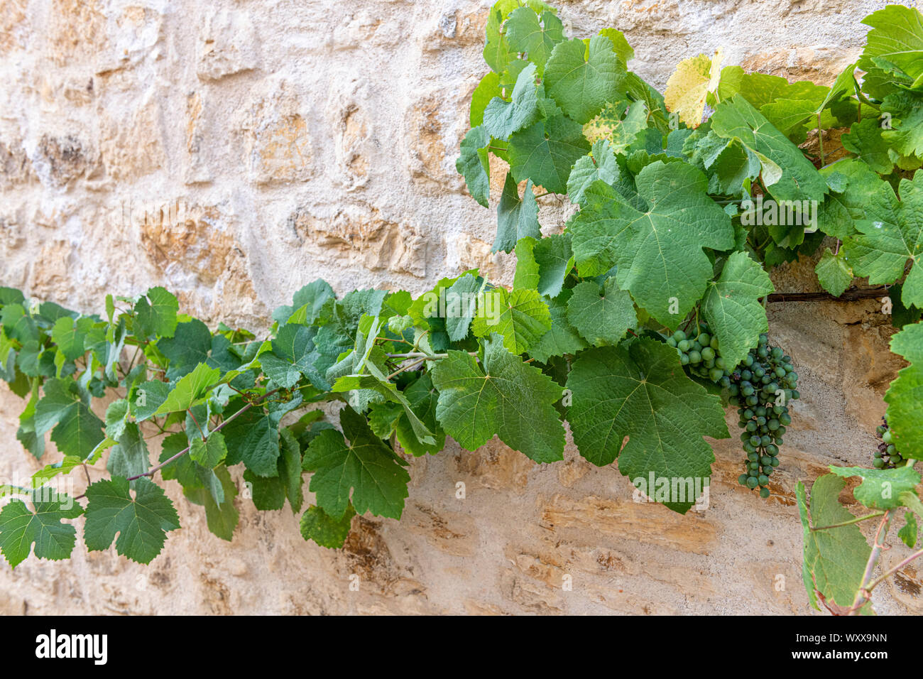 Vine (Vitis vinifera) on country stone wall, summer, Lot, France Stock ...