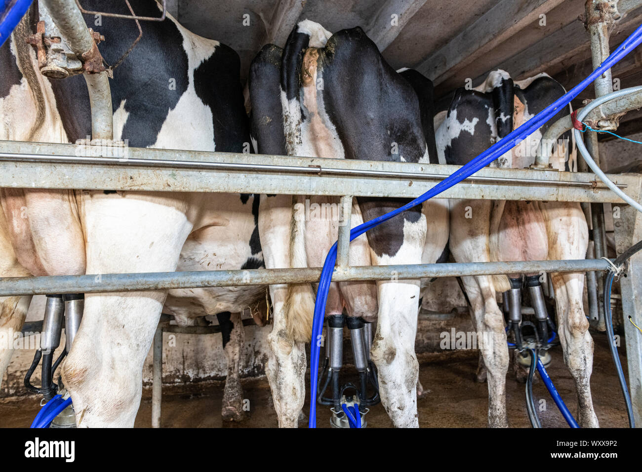 Milking a cow 'Prim'Holstein', summer, Lot, France Stock Photo - Alamy