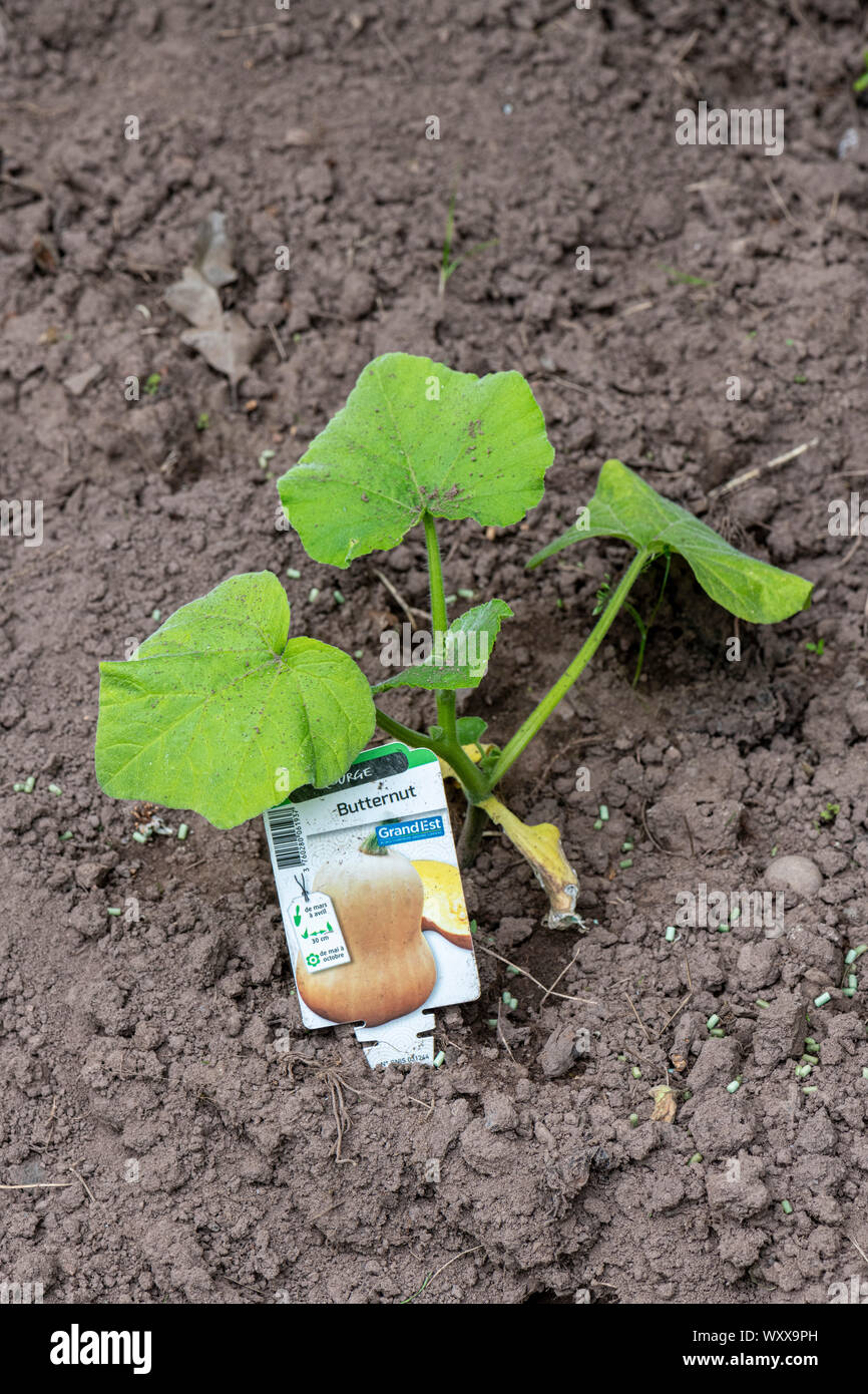 Pumpkin 'Butternut' plant in a vegetable garden in the spring, Moselle ...
