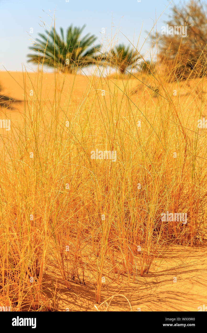 Beautiful Moroccan Mountain landscape with dry shrubs in foreground ...