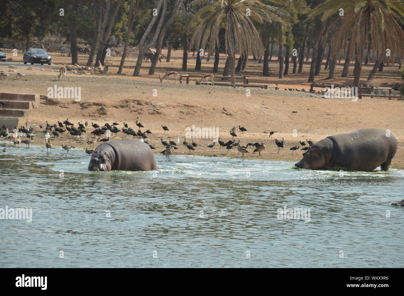 Safari in israel Stock Photo - Alamy