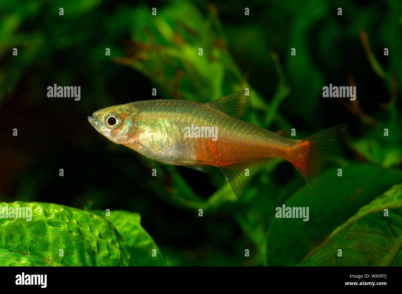 Redflank bloodfin (Aphyocharax rathbuni Stock Photo - Alamy