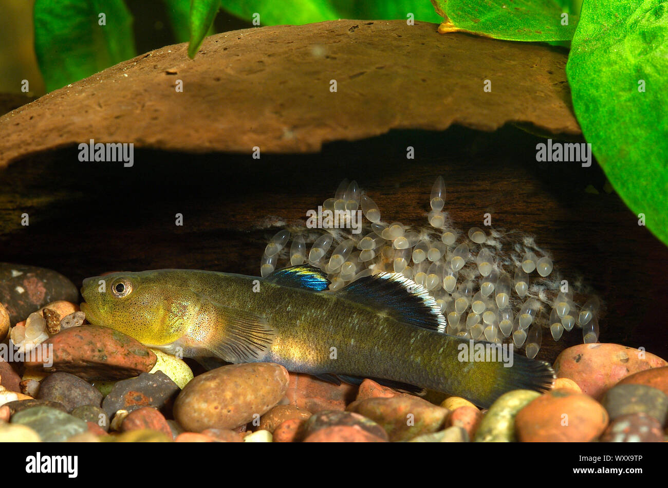 Desert goby (Chlamydogobius eremius) male guarding eggs Stock Photo - Alamy