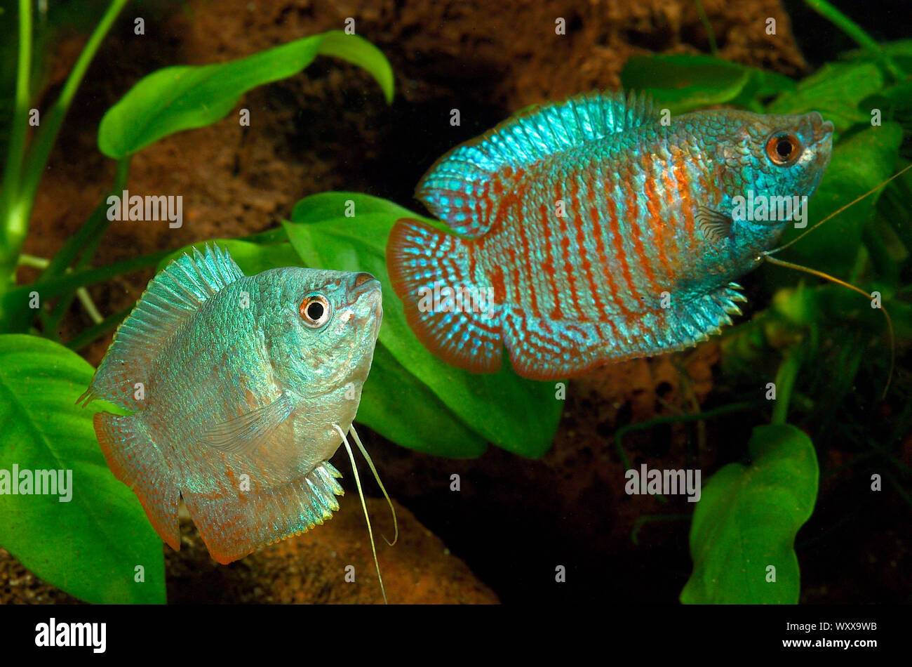 Blue Dwarf Gourami