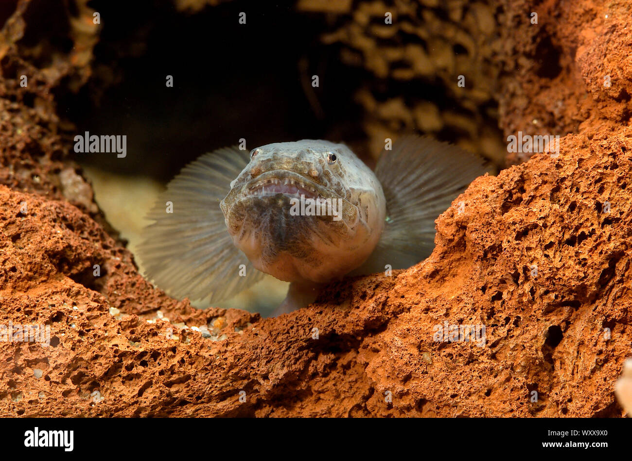 Head of a Peruvian eelgoby (Gobioides peruanus Stock Photo - Alamy