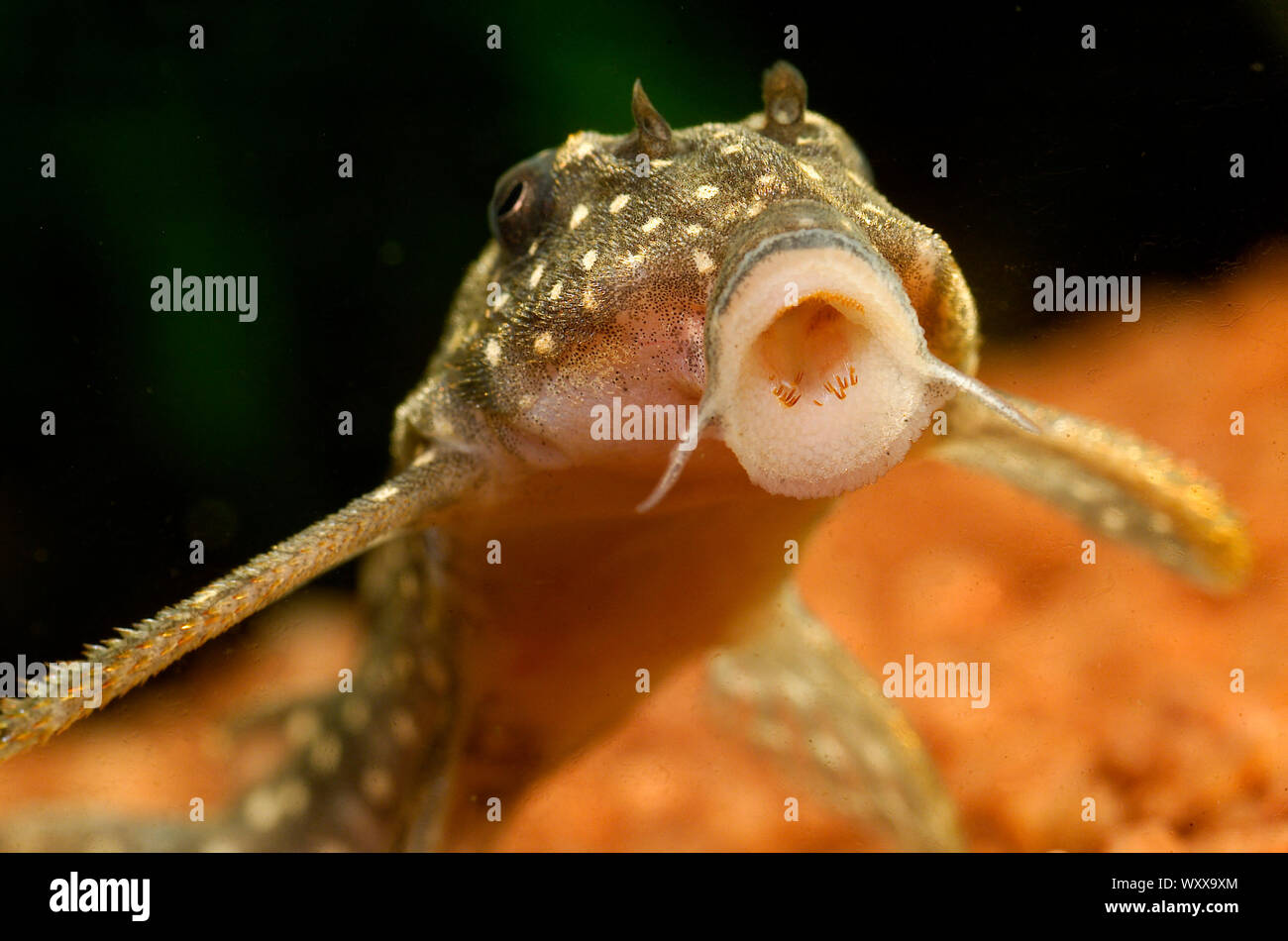 Head of a young Angelicus pleco (Hypancistrus sp. L028 Stock Photo - Alamy