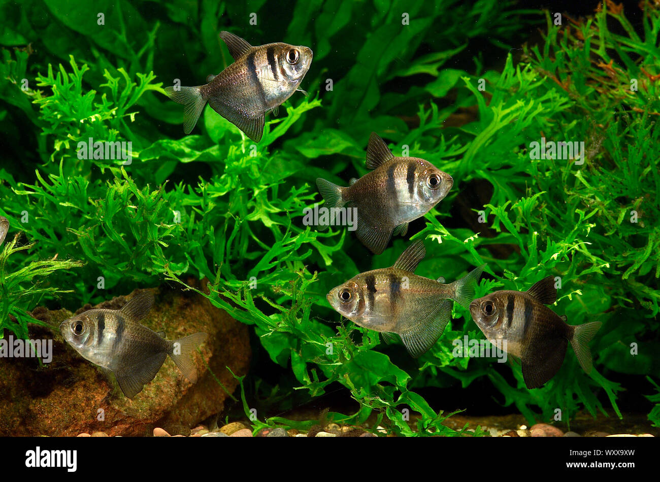 Black tetra (Gymnocorymbus ternetzi), group Stock Photo - Alamy