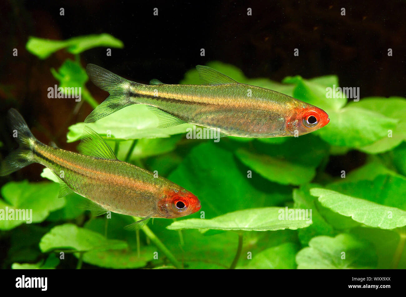 Rummy-nose tetra (Hemigrammus rhodostomus), pair Stock Photo - Alamy