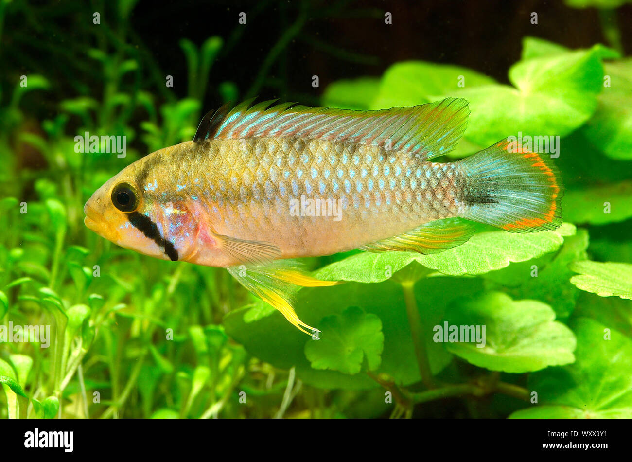 Apistogramma panduro male Stock Photo - Alamy