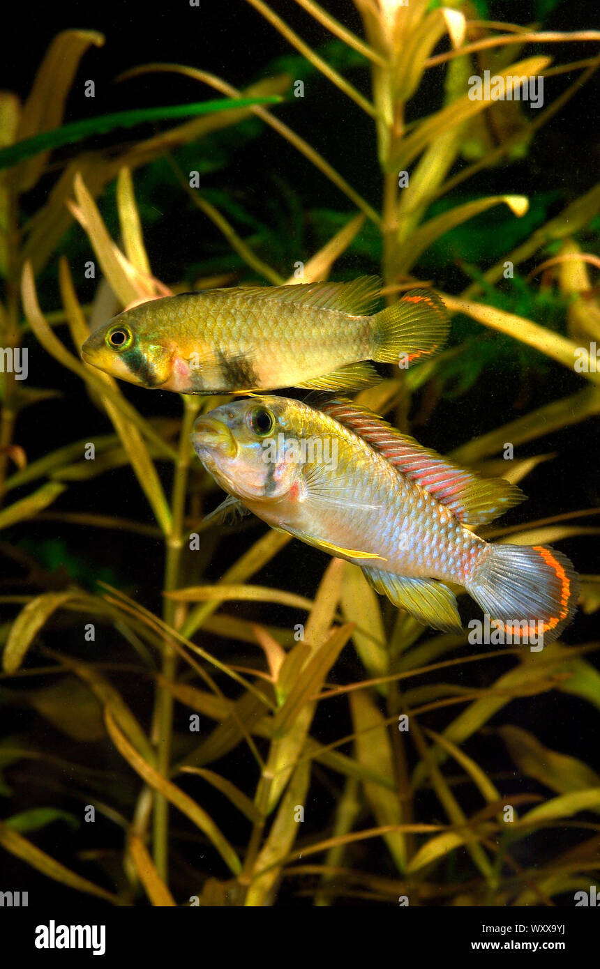 Apistogramma panduro, pair Stock Photo - Alamy