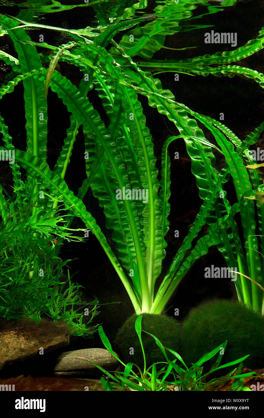 Crinum crinum sp hi-res stock photography and images - Alamy