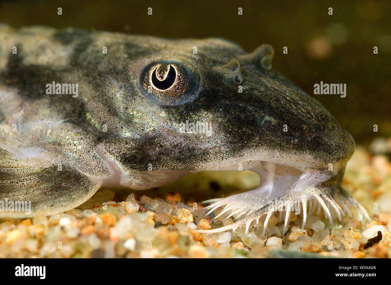 Loricaria aff. simillima, head close-up Stock Photo - Alamy
