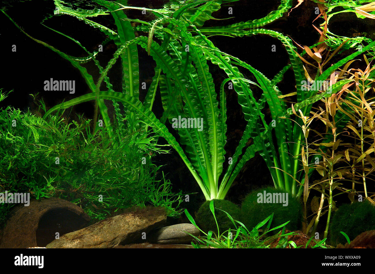 Crinum hi-res stock photography and images - Alamy