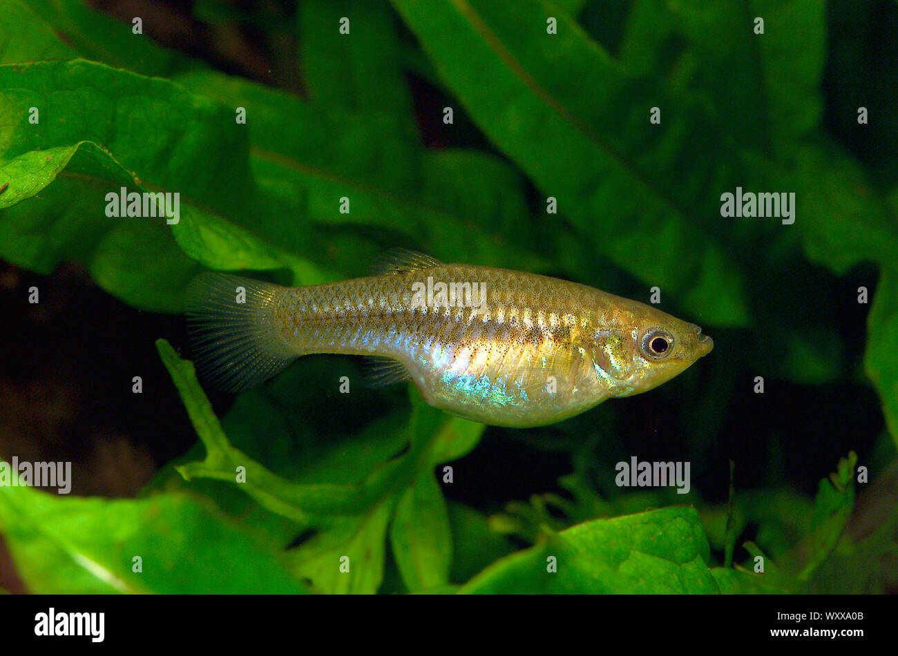 Poeciliids hi-res stock photography and images - Alamy