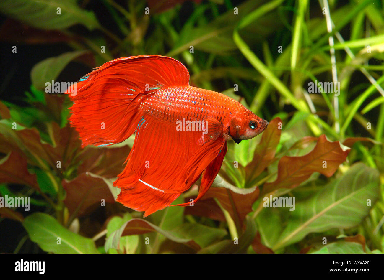 Siamese fighting fish (Betta splendens) male Stock Photo - Alamy