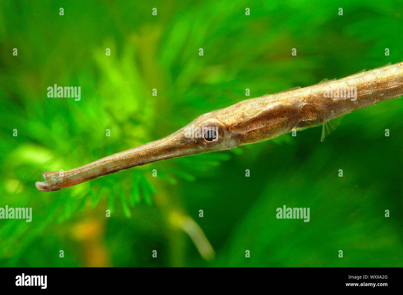 Freshwater pipefish (Microphis brachyurus aculeatus Stock Photo - Alamy