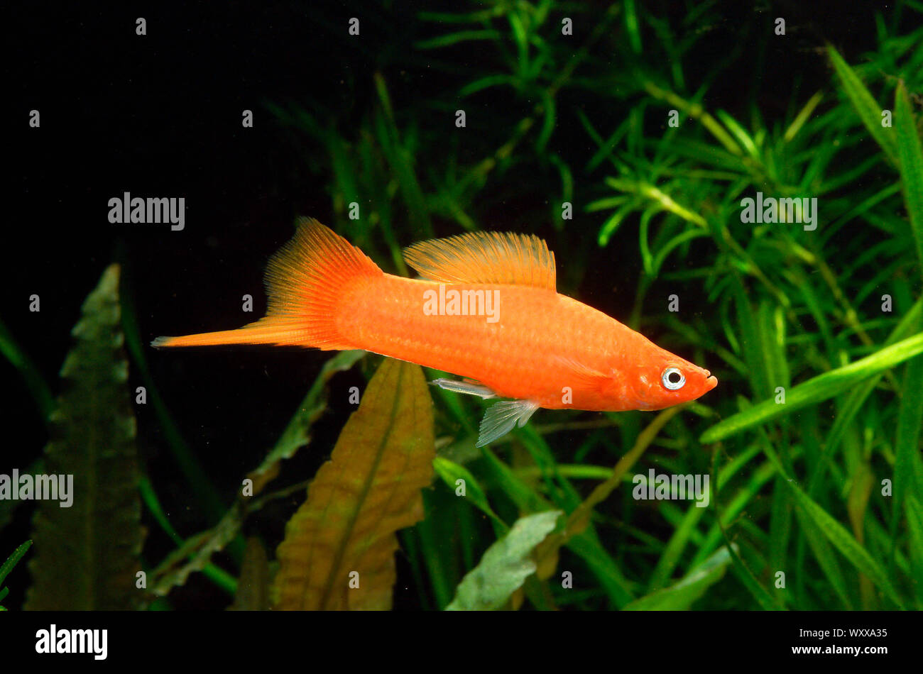 Red Swordtail (Xiphophorus helleri), male Stock Photo - Alamy