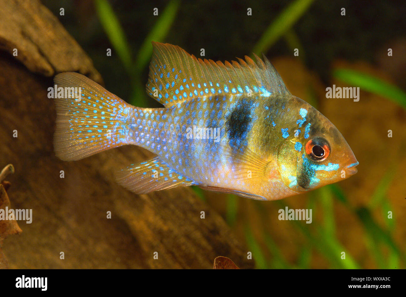 Ram cichlid (Mikrogeophagus ramirezi) male Stock Photo - Alamy