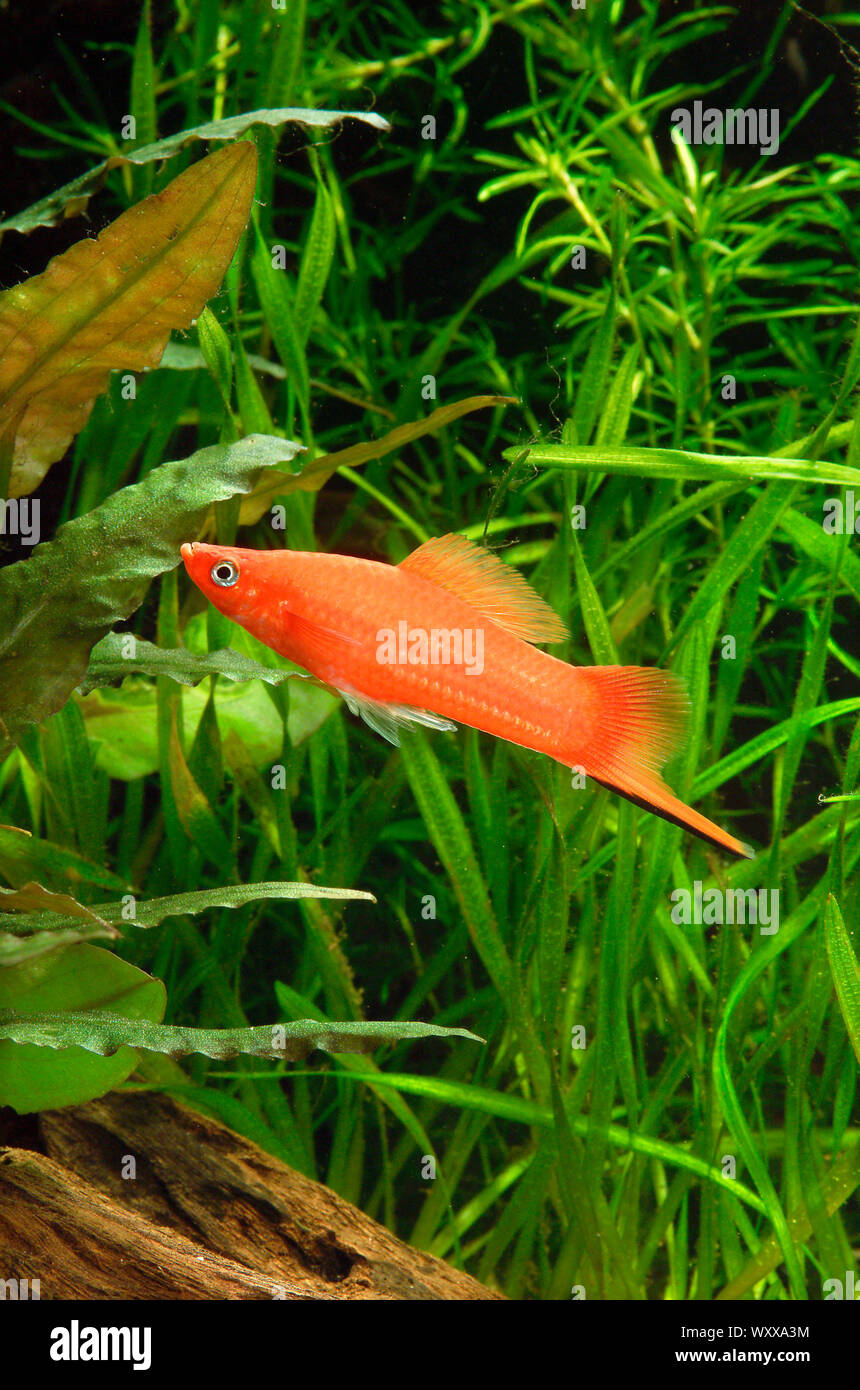 Red Swordtail (Xiphophorus helleri), male Stock Photo - Alamy