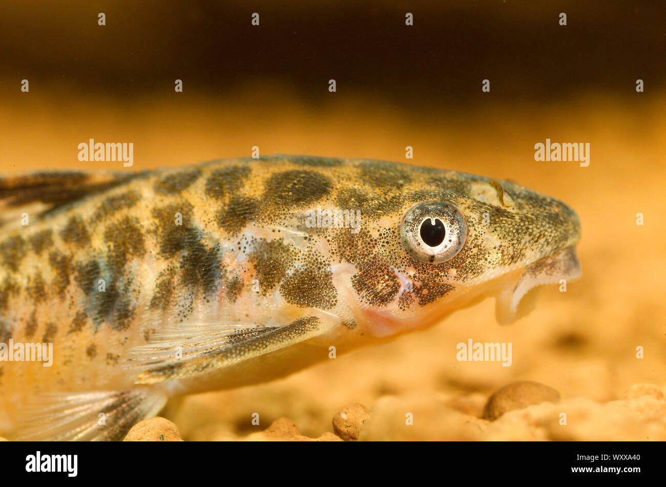 Catfish profile hi-res stock photography and images - Alamy