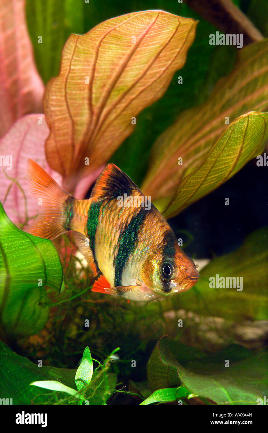 Systomus tetrazona hi-res stock photography and images - Alamy