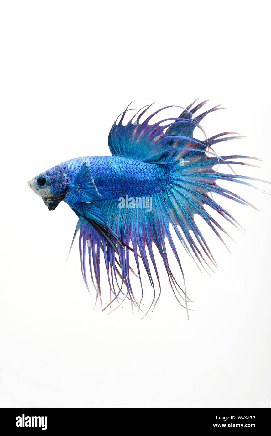 Siamese fighting fish (Betta splendens) male 'Crowntail Dragon' Stock ...