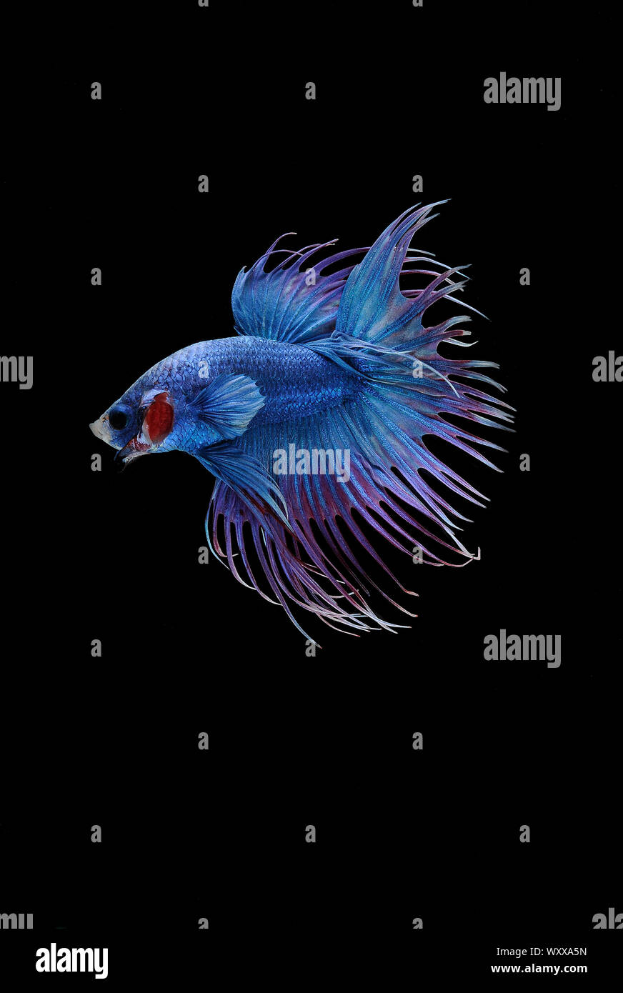 Crowntail High Resolution Stock Photography and Images - Alamy