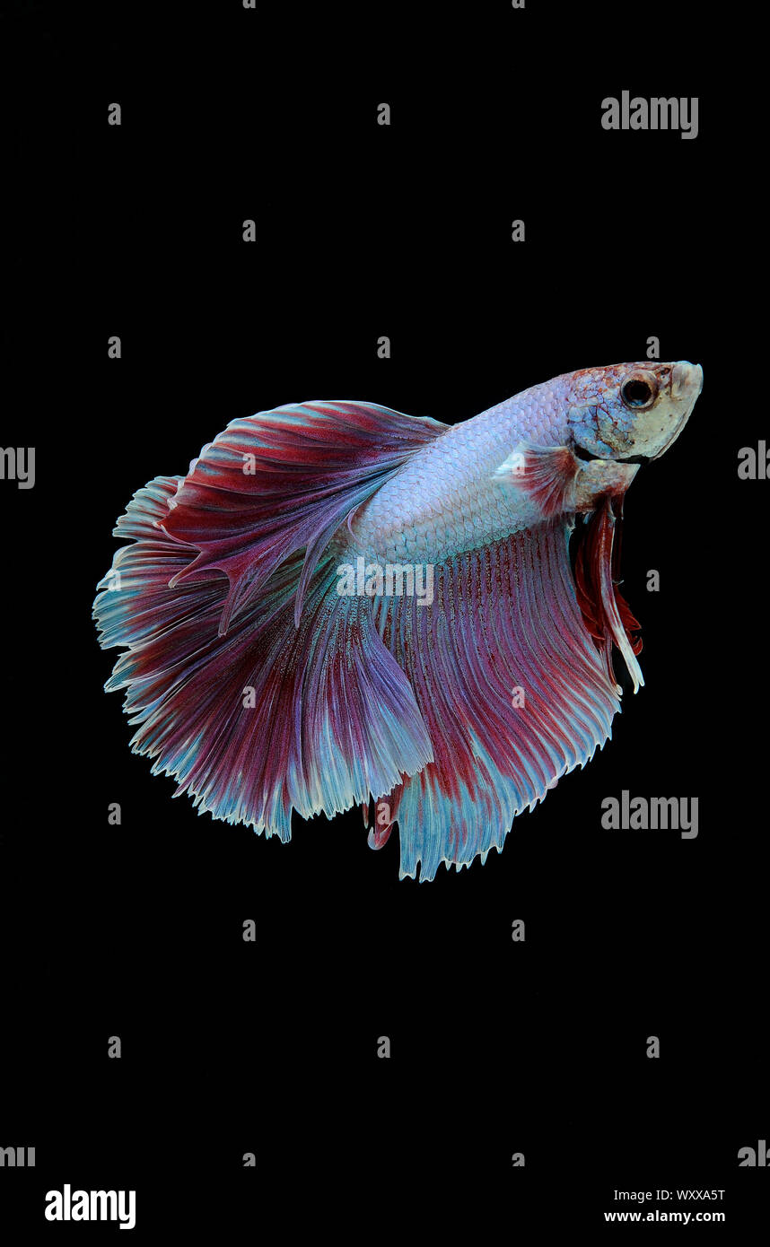 Betta splendens males hi-res stock photography and images - Alamy