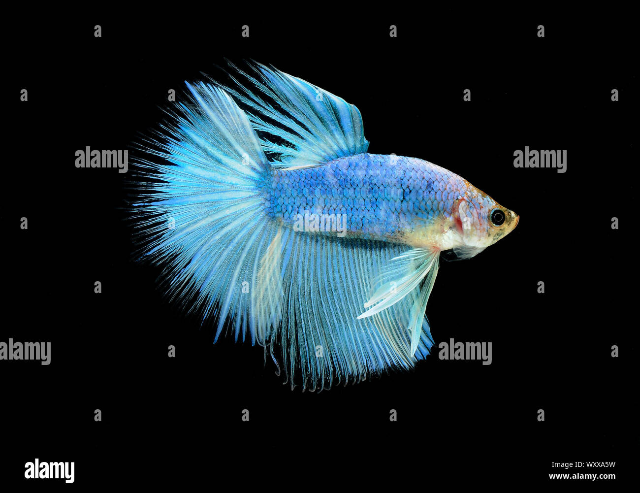Betta splendens hi-res stock photography and images - Alamy
