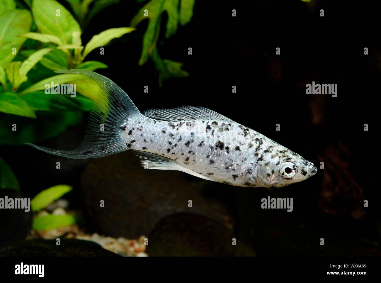 Dalmation Lyretail Molly