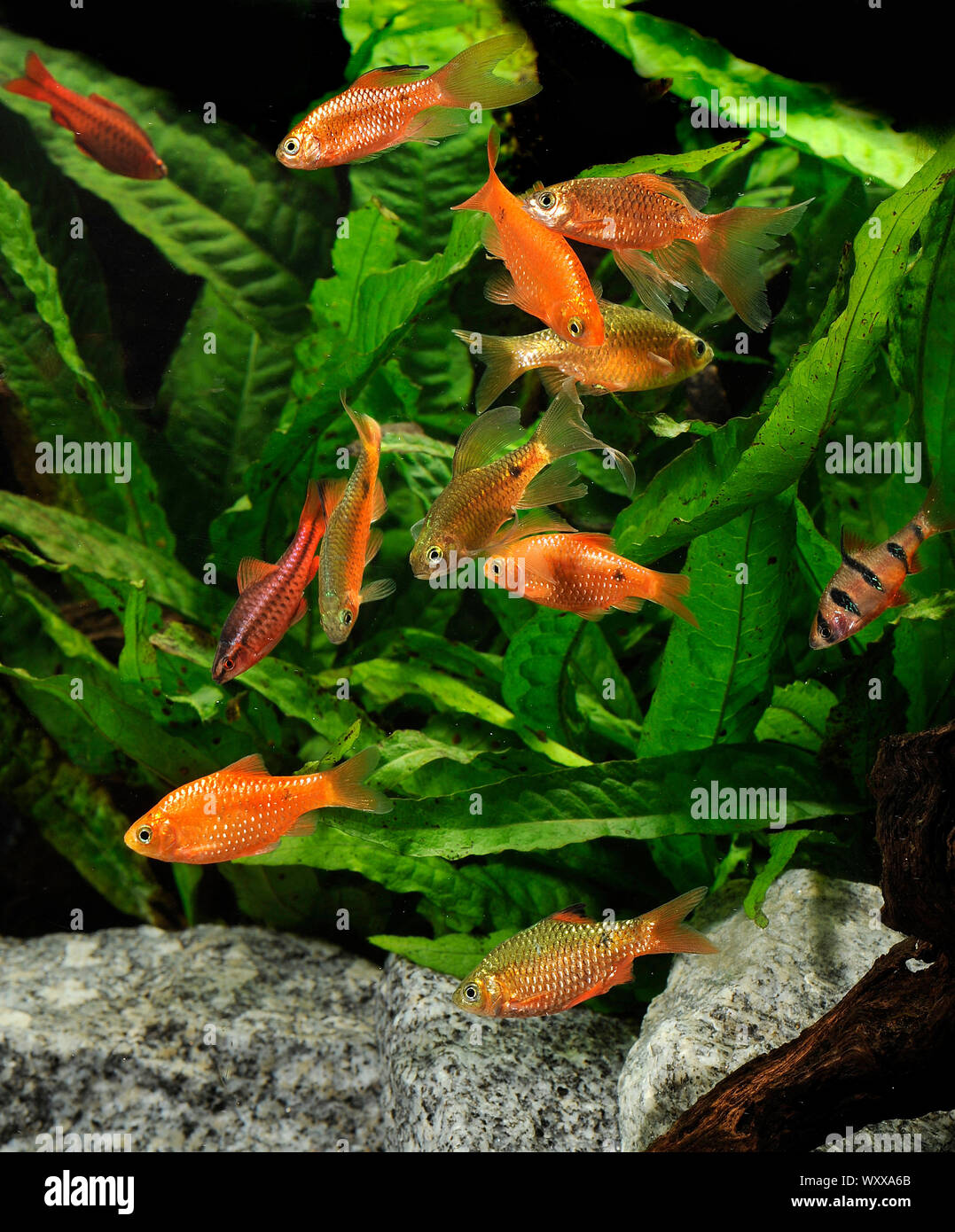 Tiger barb hi-res stock photography and images - Alamy