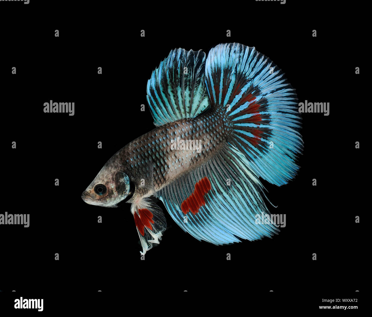 Betta splendens males hi-res stock photography and images - Alamy