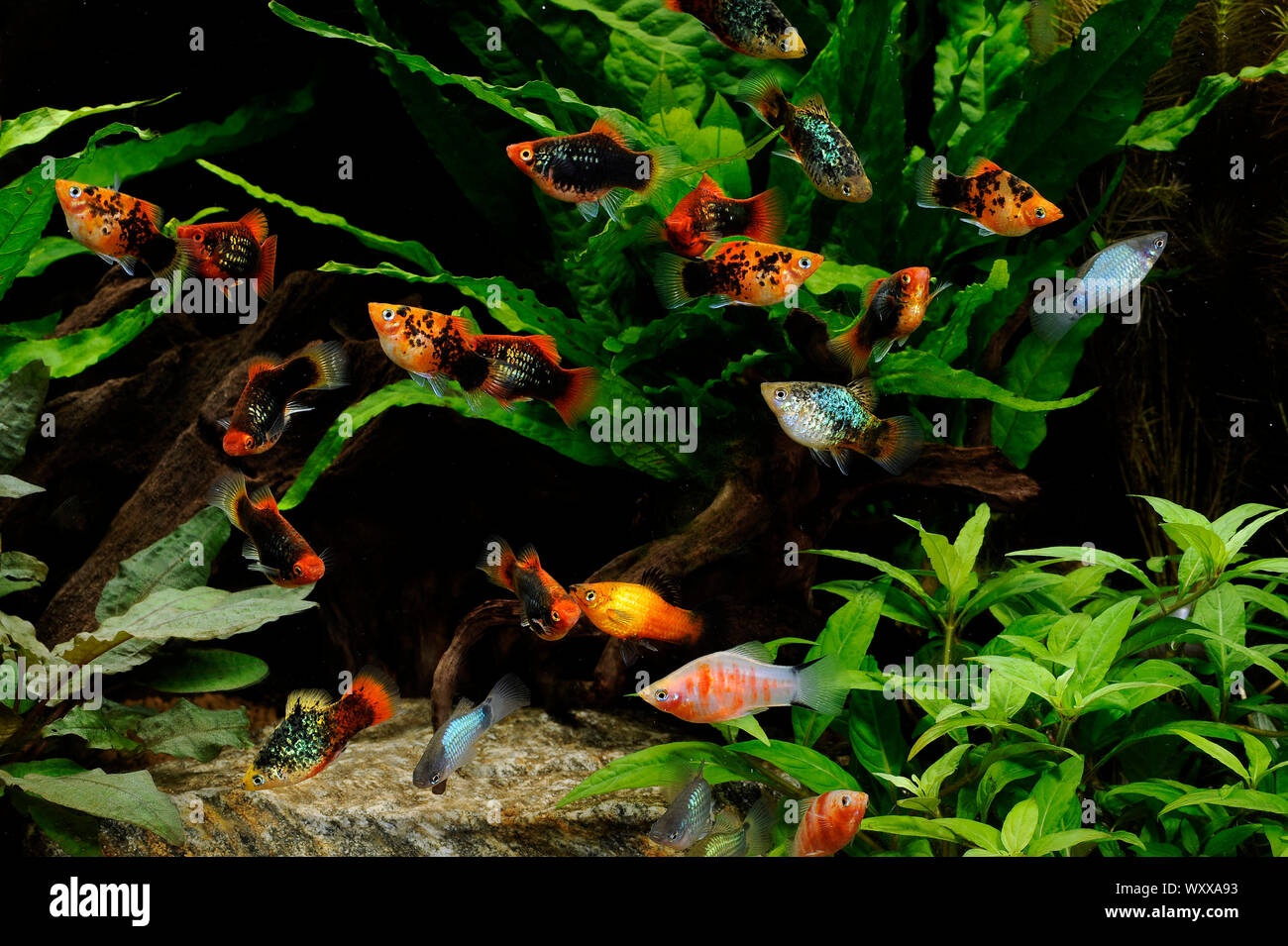 Platyfish hi-res stock photography and images - Alamy