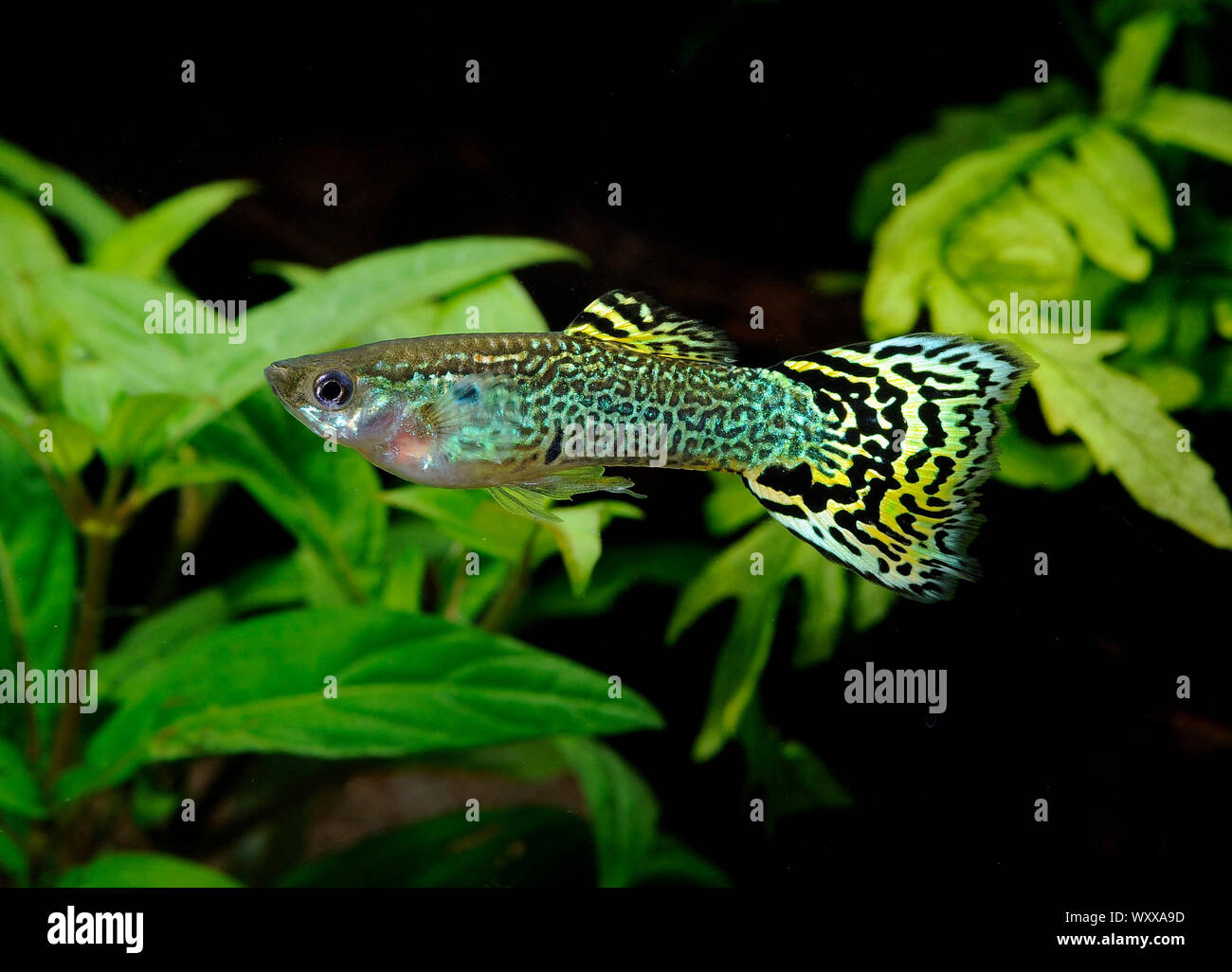 Guppy (Poecilia reticulata) male 'Green Cobra' Stock Photo - Alamy