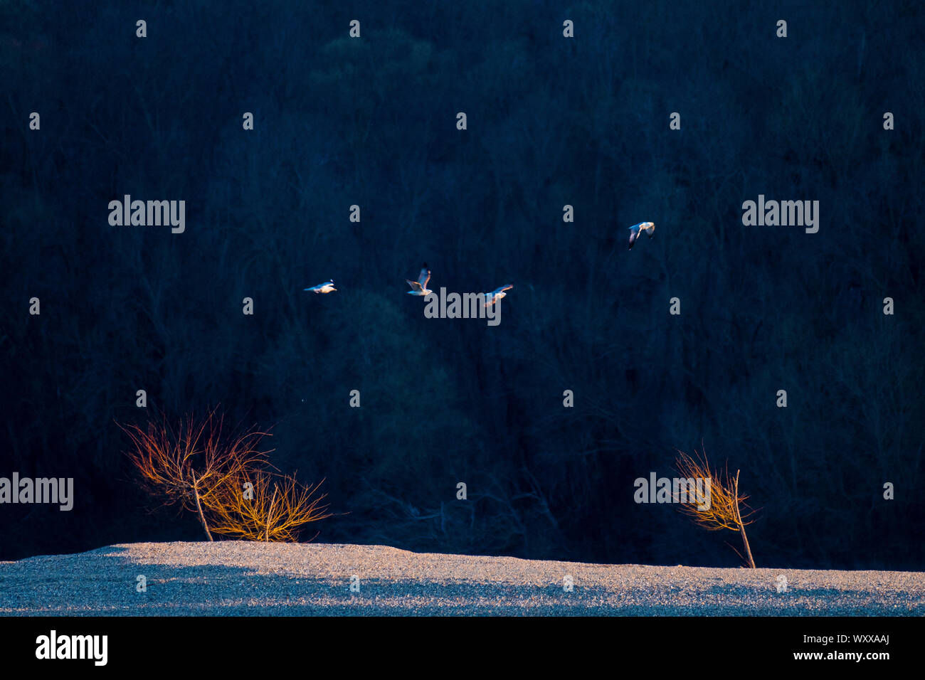 Seagull (Laridae sp) in flight in the most beautiful lights in sunset ...