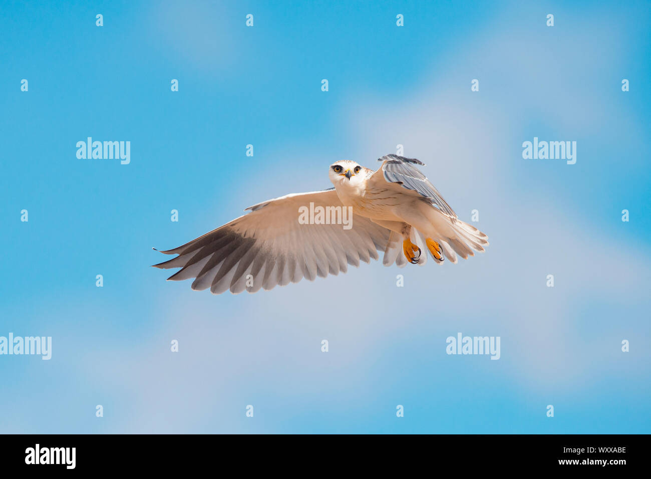 Black-shouldered Kite (Elanus caeruleus) in flight, Ngorongoro crater ...