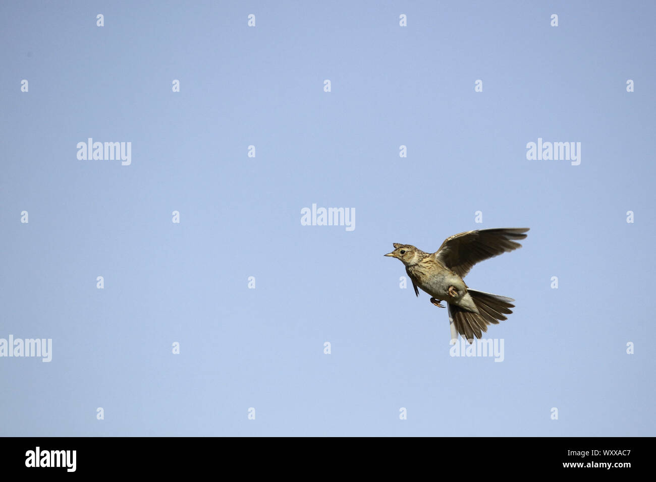 Eurasian Skylark (Alauda arvensis) in flight, Audierne Bay, Brittany ...