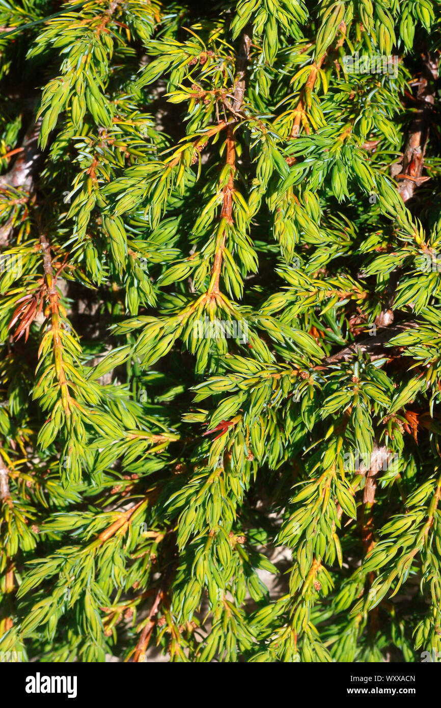Siberian Juniper (Juniperus sibirica), Vanoise National Park, France ...