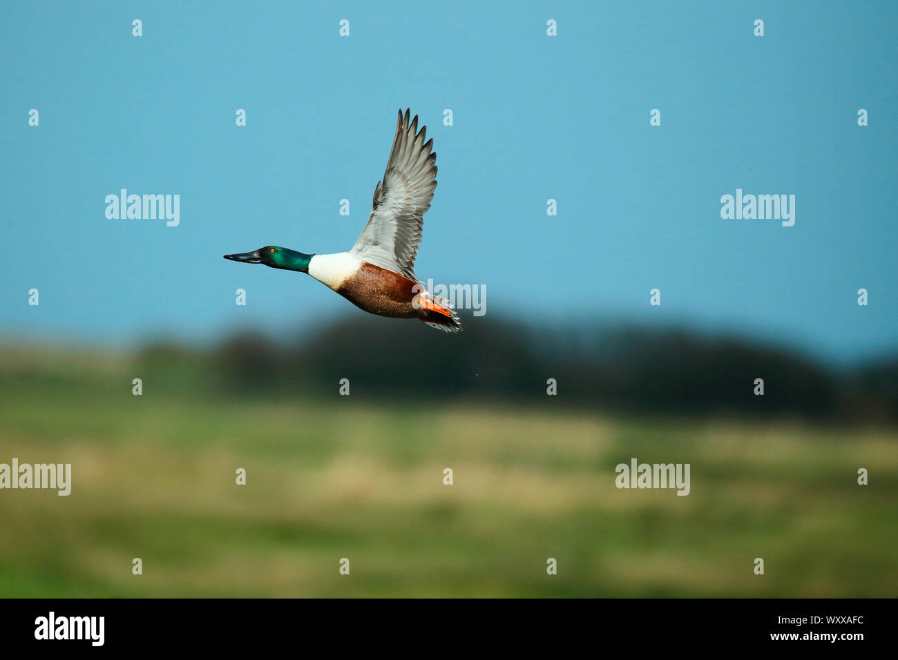 Northern Shoveler (Anas clypeata) male in flight, Brenne, France Stock ...