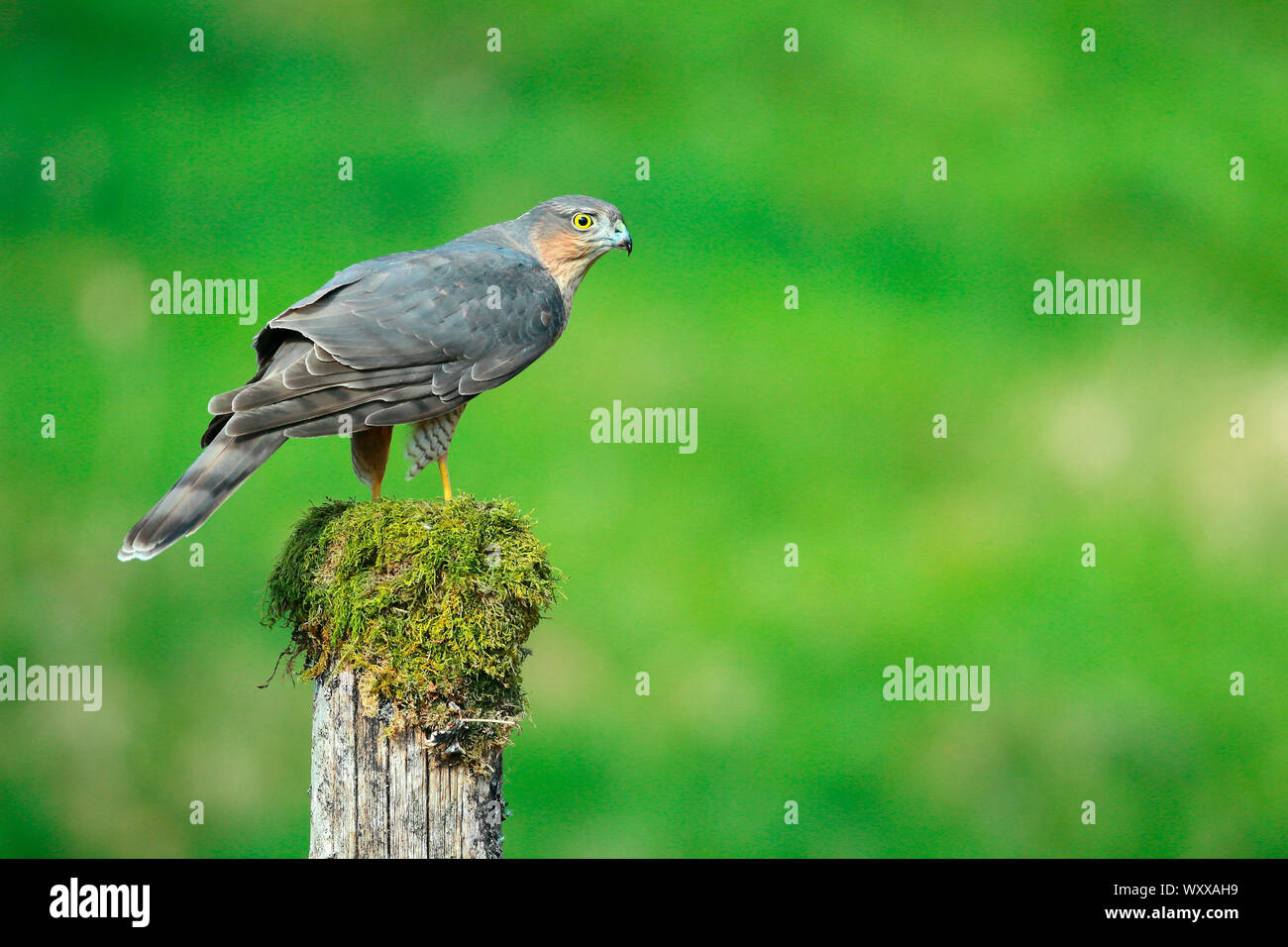 European Sparrowhawk (Accipiter nisus) male on a mossy stake in a ...