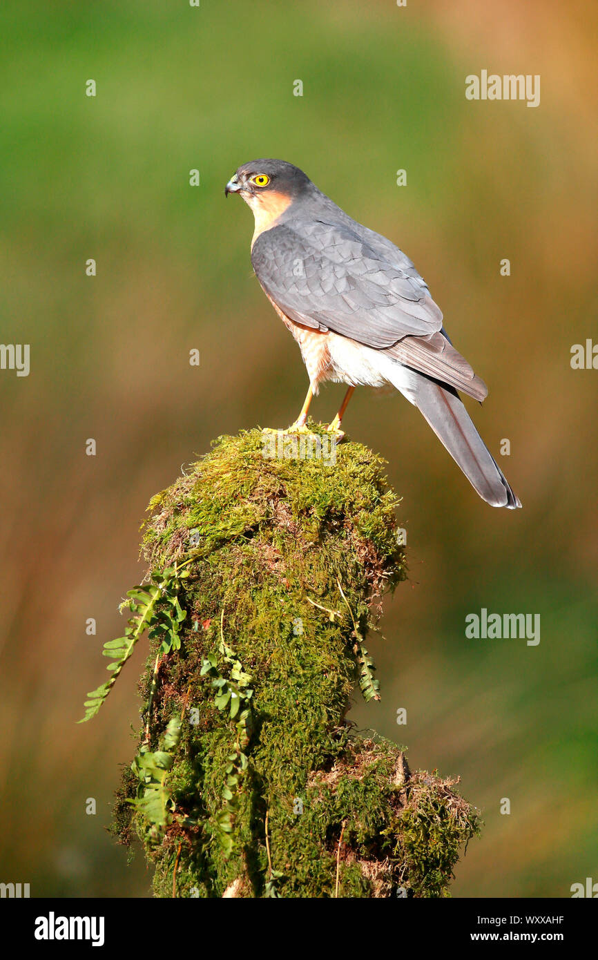European Sparrowhawk (Accipiter nisus) male on a mossy stump Stock ...