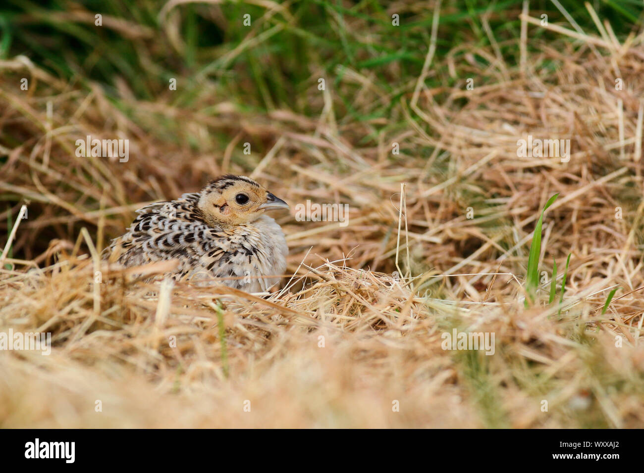 Ring-necked Pheasant (Phasianus colchicus) few days old chick Stock Photo - Alamy
