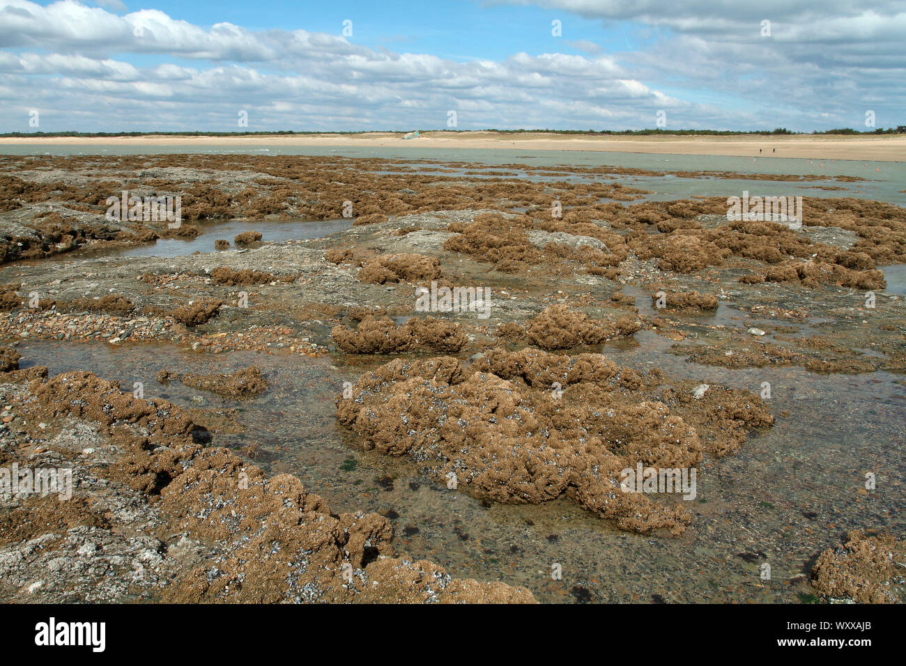 Tube-building worm (Sabellaria alveolata) tubal worm at low tide Stock ...