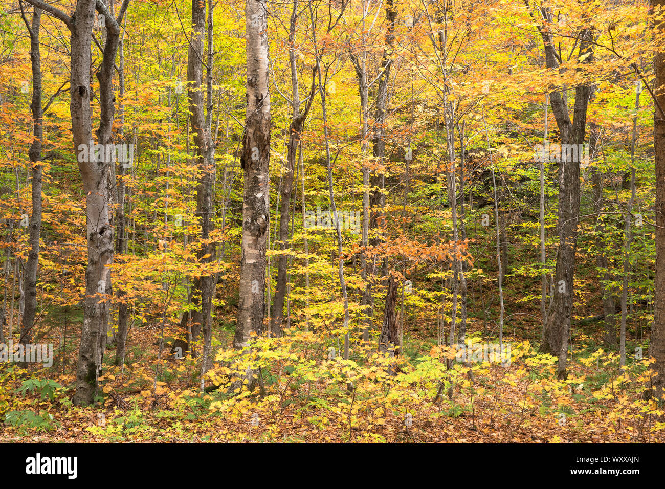 Fall foliage deciduous forests hi-res stock photography and images - Alamy