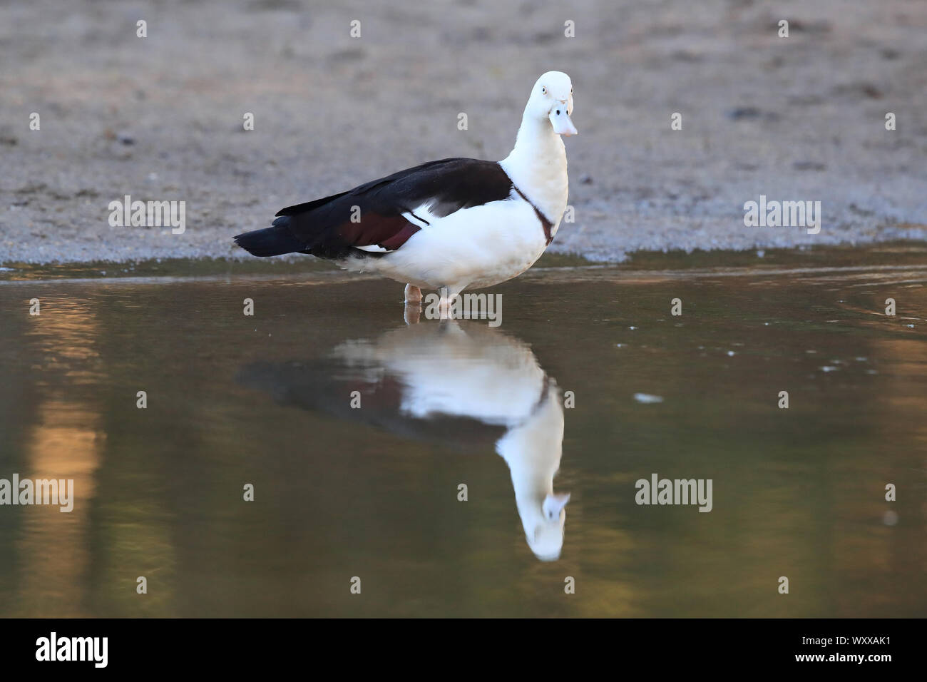 Radjah duck hi-res stock photography and images - Alamy