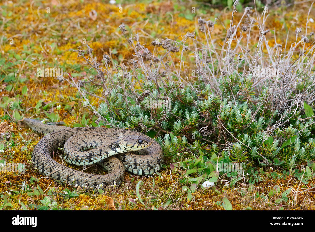 European Grass Snake (Natrix natrix helvetica) in a dune set, Landes ...