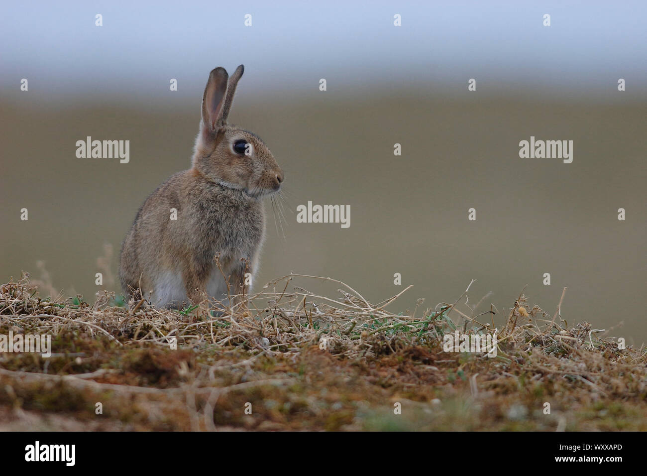 Wild rabbit (Oryctolagus cuniculus) in the dune, Great dune Gavre site ...