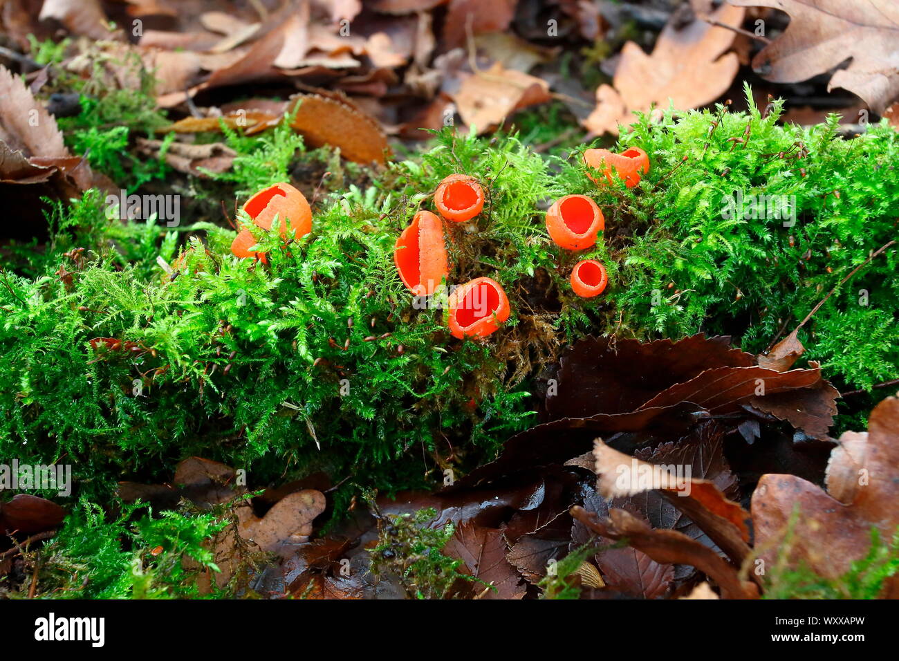 Scarlet cup fungus (Sarcoscypha coccinea) on dead wood, France Stock ...